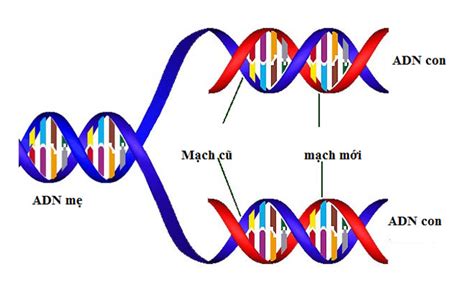 Chức năng của ADN là gì Ứng dụng ADN trong đời sống