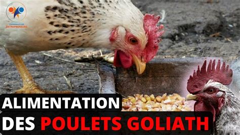 ALIMENT Des POULETS GOLIATH Pour Une Bonne Croissance NOURRITURE Des
