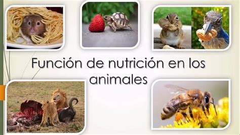 Qué es la función de nutrición en los animales Actualizado julio 2024