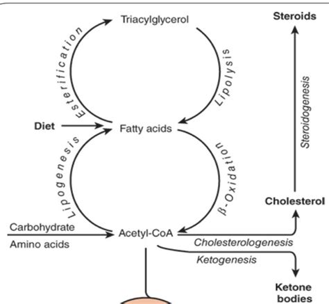 Integration Of Metabolism MD Flashcards Quizlet