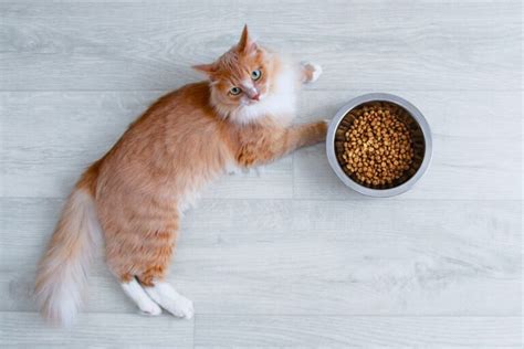 Qué debo hacer si mi gato no quiere comer Con Mis Mascotas