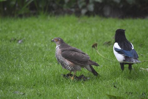 Exploring The Garden Part 2 Birds And Mammals Brighton Hove Museums