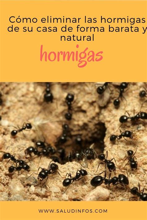Eliminar Hormigas En Casa