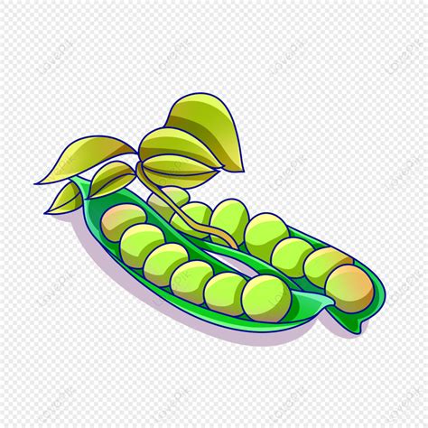 Descarga Gratis Frijol Pinta Brote Frijol Lima Frijoles De Dibujos