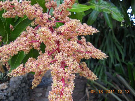 Mangifera Indica Mango Flower Richard Lyons Nursery Inc