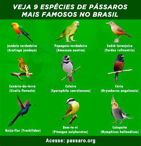 13 Espécies de pássaros mais famosos do Brasil Pássaros Especies de