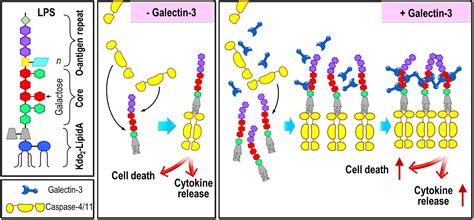 Galectin 3 Promotes Noncanonical Inflammasome Activation Through