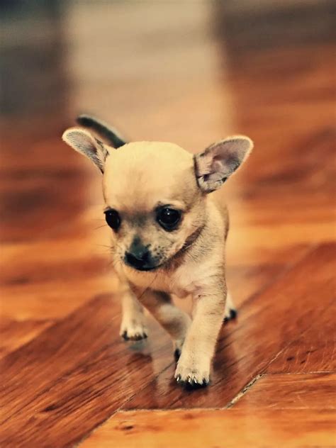 Chihuahua cena ciekawostki charakter wygląd Psy ZOOMIA