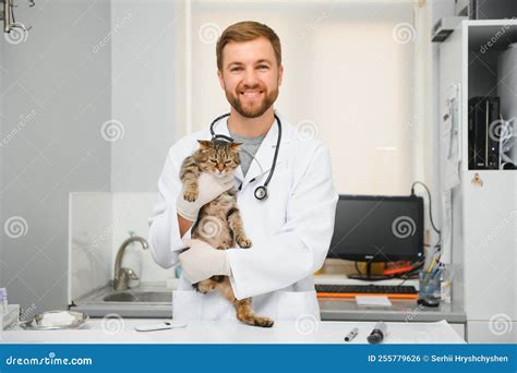 Veterinarian Doctor Checking Cat At A Vet Clinic Stock Photo Image Of