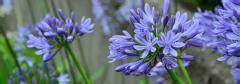 Comment réussir le semis d agapanthes Promesse de Fleurs