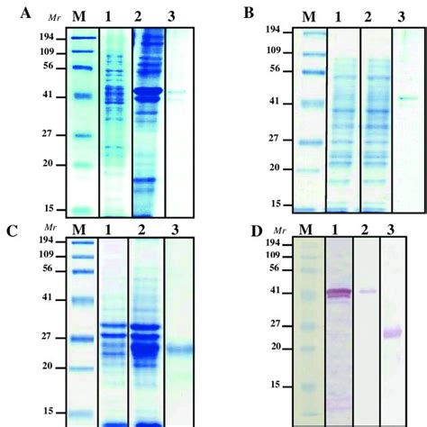 Results Of SDS PAGE And Western Blot Analysis Of The Recombinant