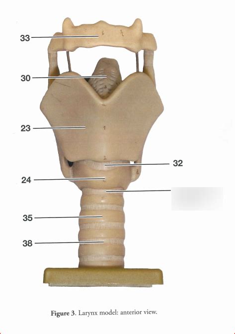 Larynx Model Anterior View Diagram Quizlet