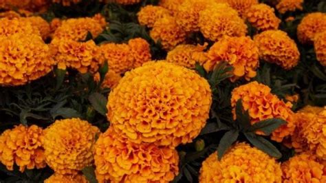 Propiedades Medicinales De La Flor De Cempas Chil Que Te Sorprender N