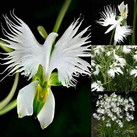 Seeds For Planting Japanese Radiata White Egret Orchid Flower Seed