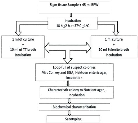 A Flow Chart Showing The Summary Of Isolation Of Bacteria From Soil