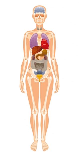 Organes Internes Humains Et Anatomie Du Squelette Vecteur Premium
