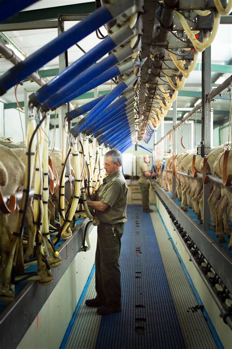 DAIRY FARM Fincapascualete