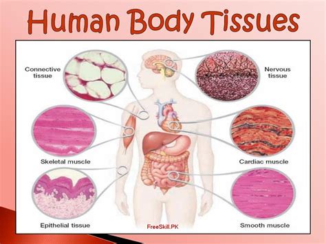 Diagram To Identify The Tissues And Structures Unit 6 Tissu
