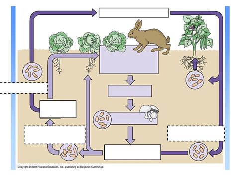 Nitrogen Cycle Diagram Quizlet