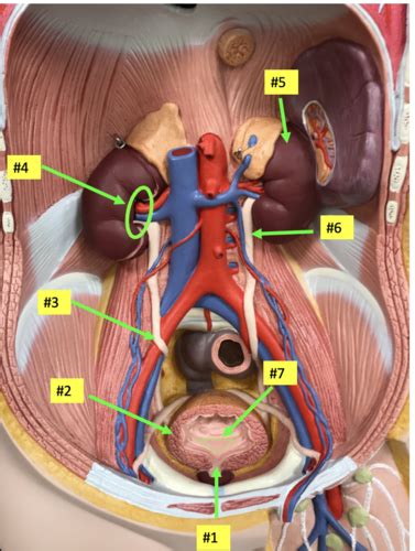 Urinary System Anatomy Flashcards Quizlet
