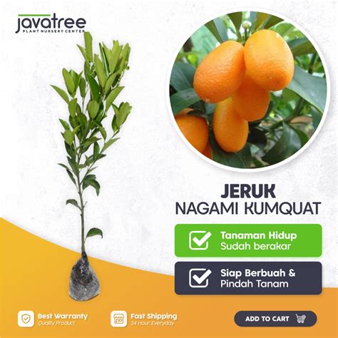 Jual JAVATREE Bibit Tanaman Buah Jeruk Nagami Nagami Kumquat