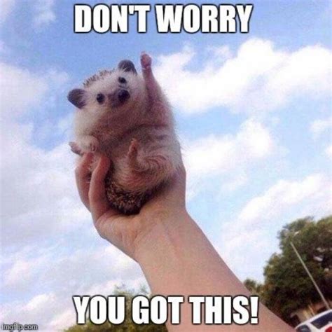 84 Funny Motivational Memes To Inspire You When You Need It Most