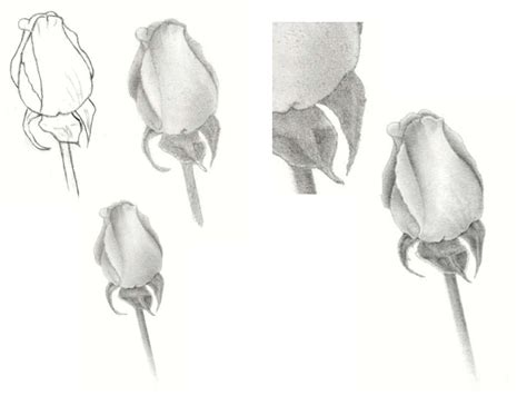 Realistic Rose Pencil Drawing