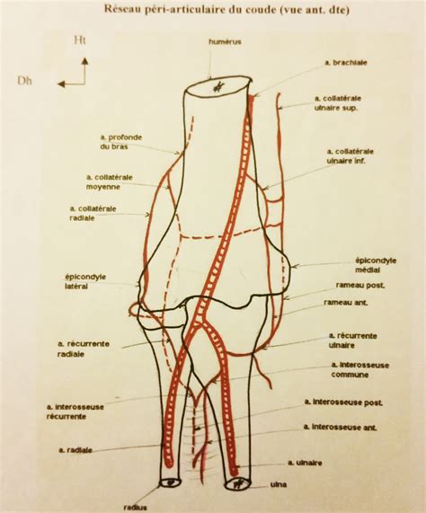 Les Art Res Du Bras Cours De Biologie Sur Ebiologie Fr