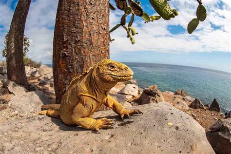 Especies endémicas de las Islas Galápagos Latin Trails