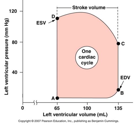 Cardiovascular System Structure And Function Part 2 Flashcards Quizlet