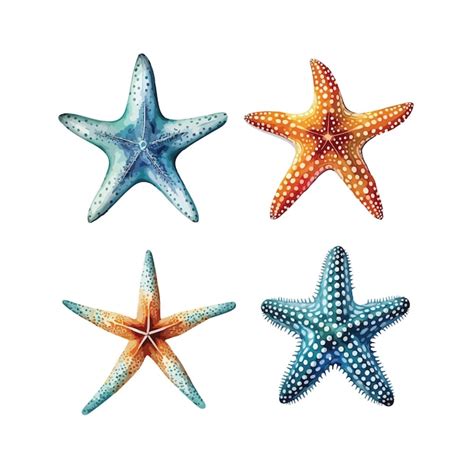 Ilustra O Vetorial Isolada De Clipart De Estrela Do Mar Vetor Premium