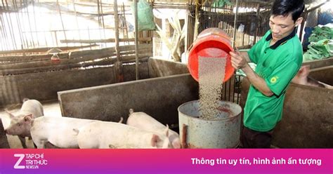 Rủi ro tiềm ẩn khi xuất khẩu heo sang thị trường Trung Quốc Kinh