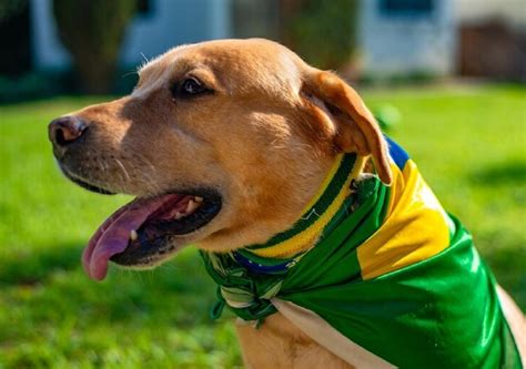 Descubra as 10 raças de cachorros populares no Brasil