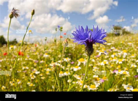 Cornflower Centaurea Cyanus Growing In A Traditional Hay Meadow At