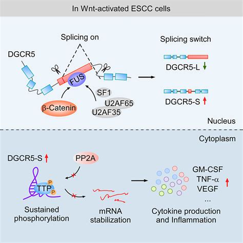 A Wnt Induced LncRNA DGCR5 Splicing Switch Drives Tumor Promoting