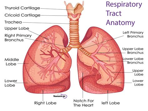 Lung Anatomy Human Body Anatomy Medical Anatomy Anatomy And