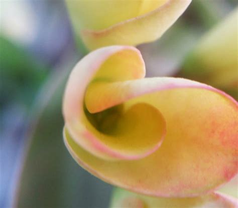 Banco de imagens natureza flor plantar botânica pétala fechar se