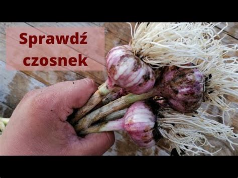 Kiedy Zbi R Czosnku Zimowego Jak Sprawdzi Czy Czosnek Jest Ju