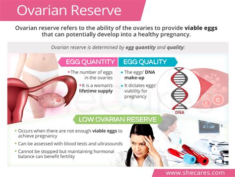 How To Increase Ovarian Reserve Netwhile Spmsoalan