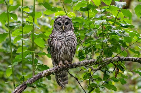 Barred Owl Strix Varia Oregon Photography