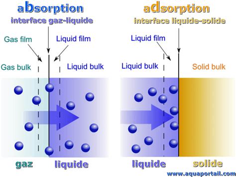 Absorption Anatomy At Frank Corey Blog