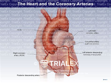 The Heart And The Coronary Arteries TrialQuest Inc