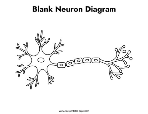 Blank Neuron Diagram Free Printable Paper