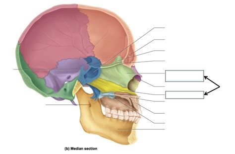 Skull Bones Features Part Midsagittal View Diagram Quizlet
