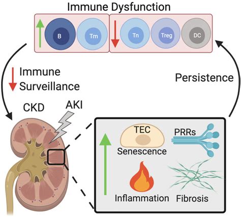 Senescence And The Aging Immune System As Major Drivers Of Chronic