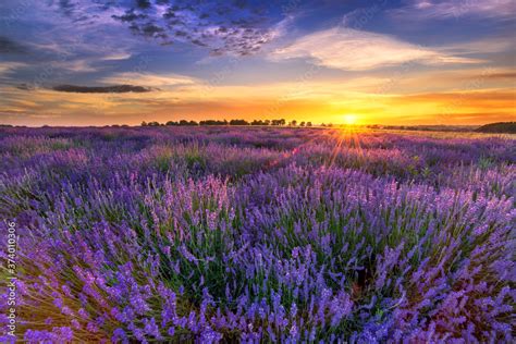 Fototapeta lato lawenda pejzaż roślina natura Dekowizja pl