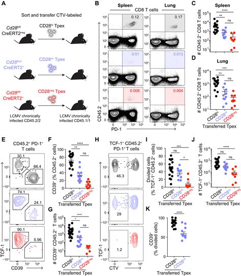 Sustained CD28 Costimulation Is Required For Self Renewal And
