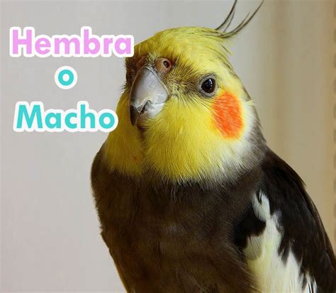 Cómo determinar el sexo de un perico Guía práctica para saber si es
