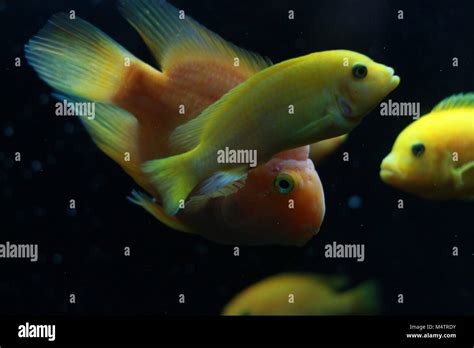 Blood Parrot Cichlid Fish In Aquarium Stock Photo Alamy