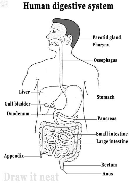A Schematic Diagram Of The Human Digestive System Human Dige